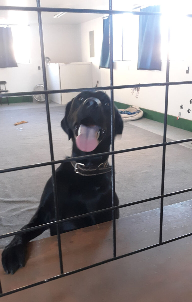 Red Barn Dog Boarding & Daycare Red Barn Dog Boarding